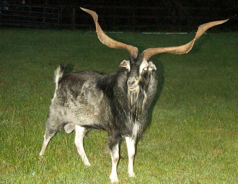 GOODNESS!GRACIOUS ACRES: The Spanish Goat